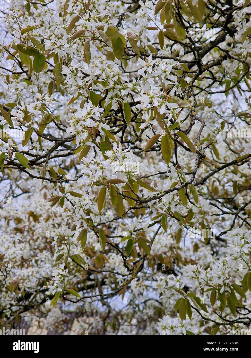 Flowering Snowy mespil (Amelanchier lamarckii Stock Photo - Alamy