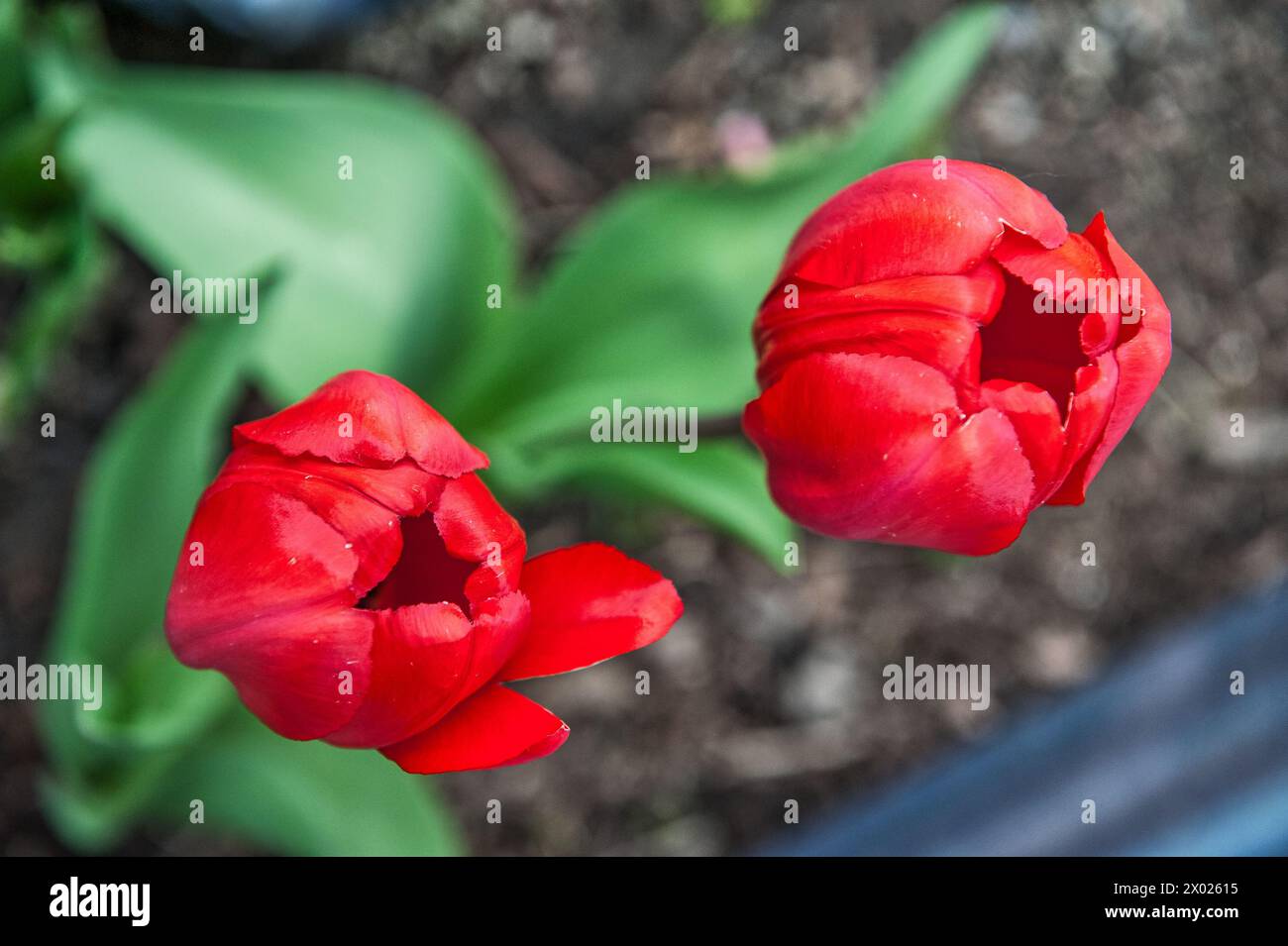 Bright red tulips emerge from the rich garden soil, depicting the lush ...