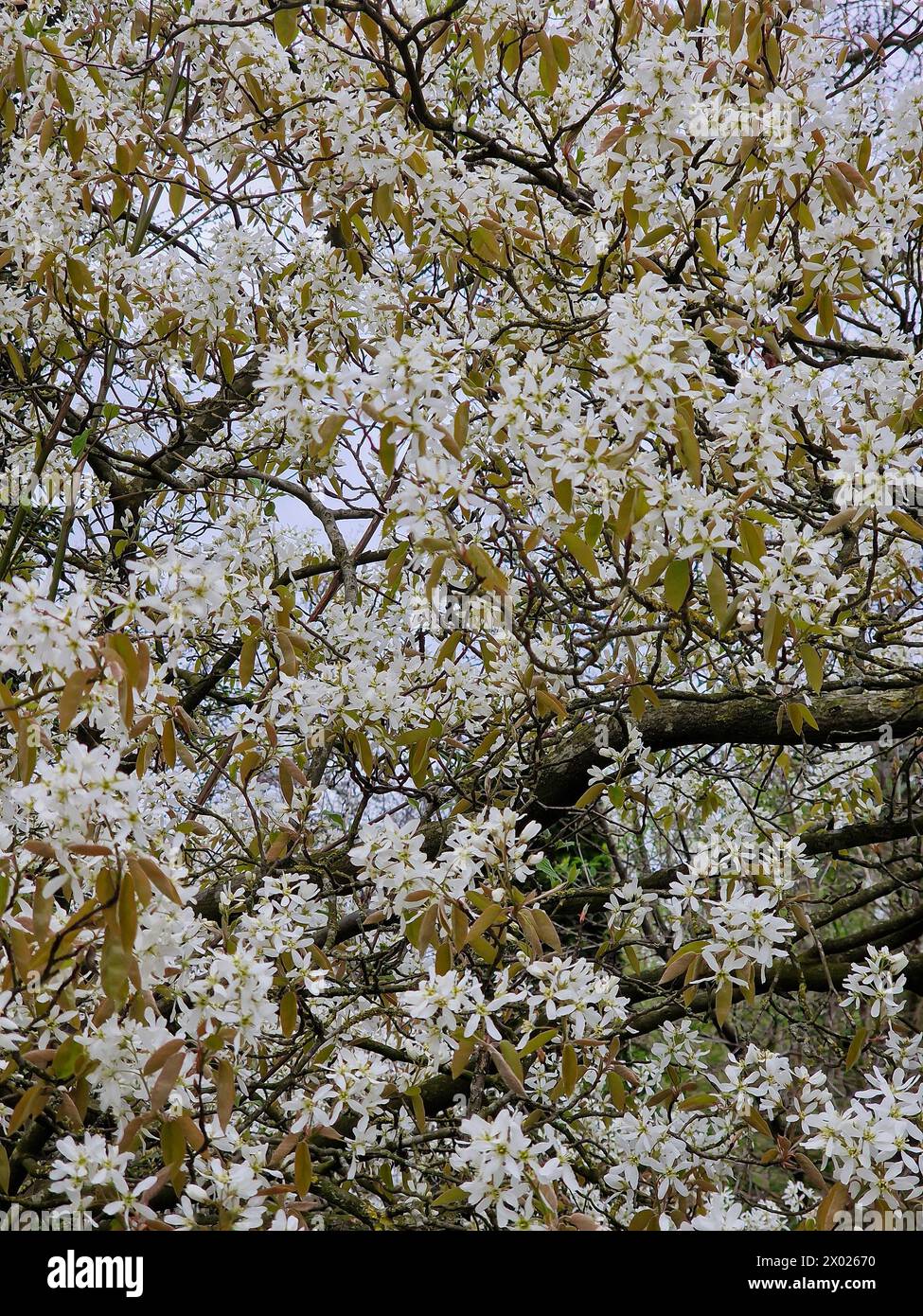 Flowering Snowy mespil (Amelanchier lamarckii Stock Photo - Alamy