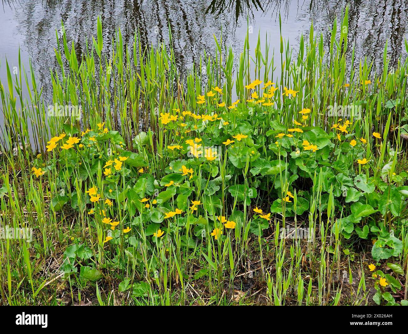 Flowering Marsh Marigold (Caltha palustris) along ditch Stock Photo - Alamy