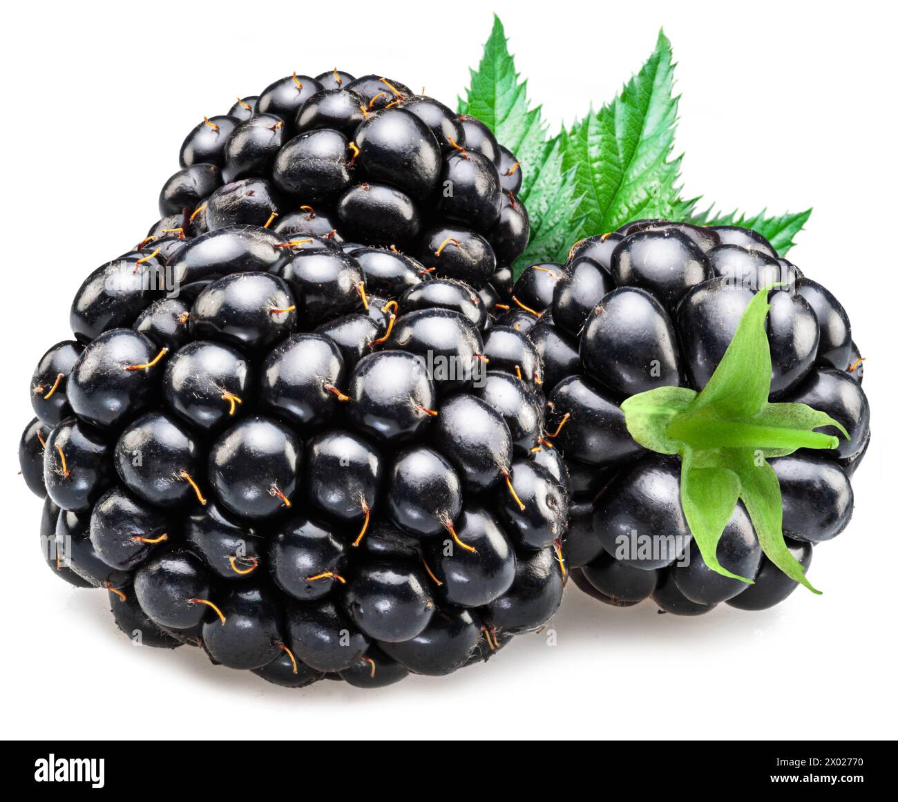 Blackberry fruits with green leaves isolated on white background Stock ...