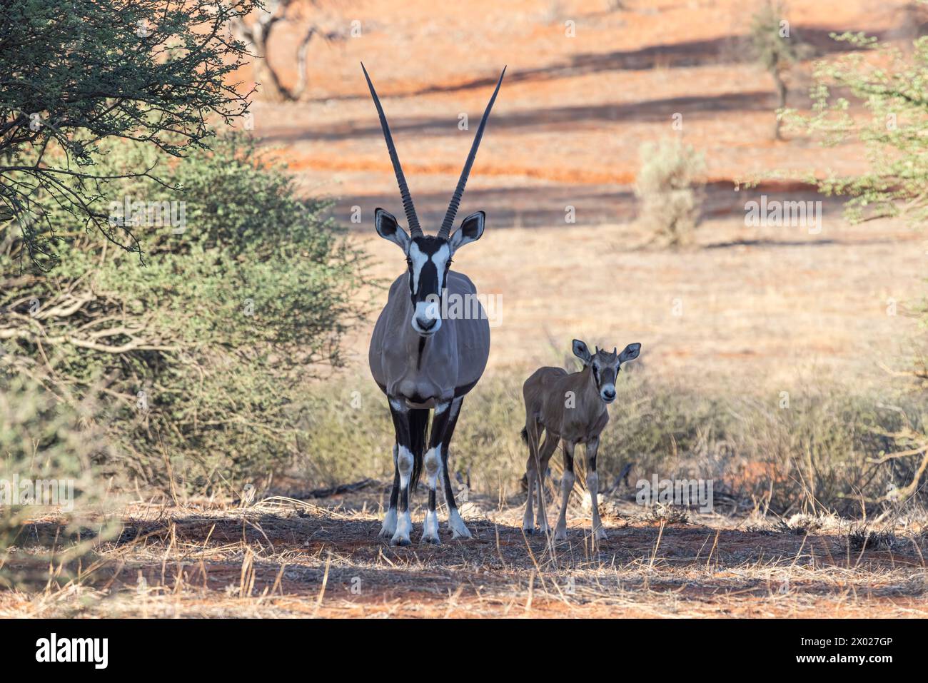 Baby oryx hi-res stock photography and images - Alamy