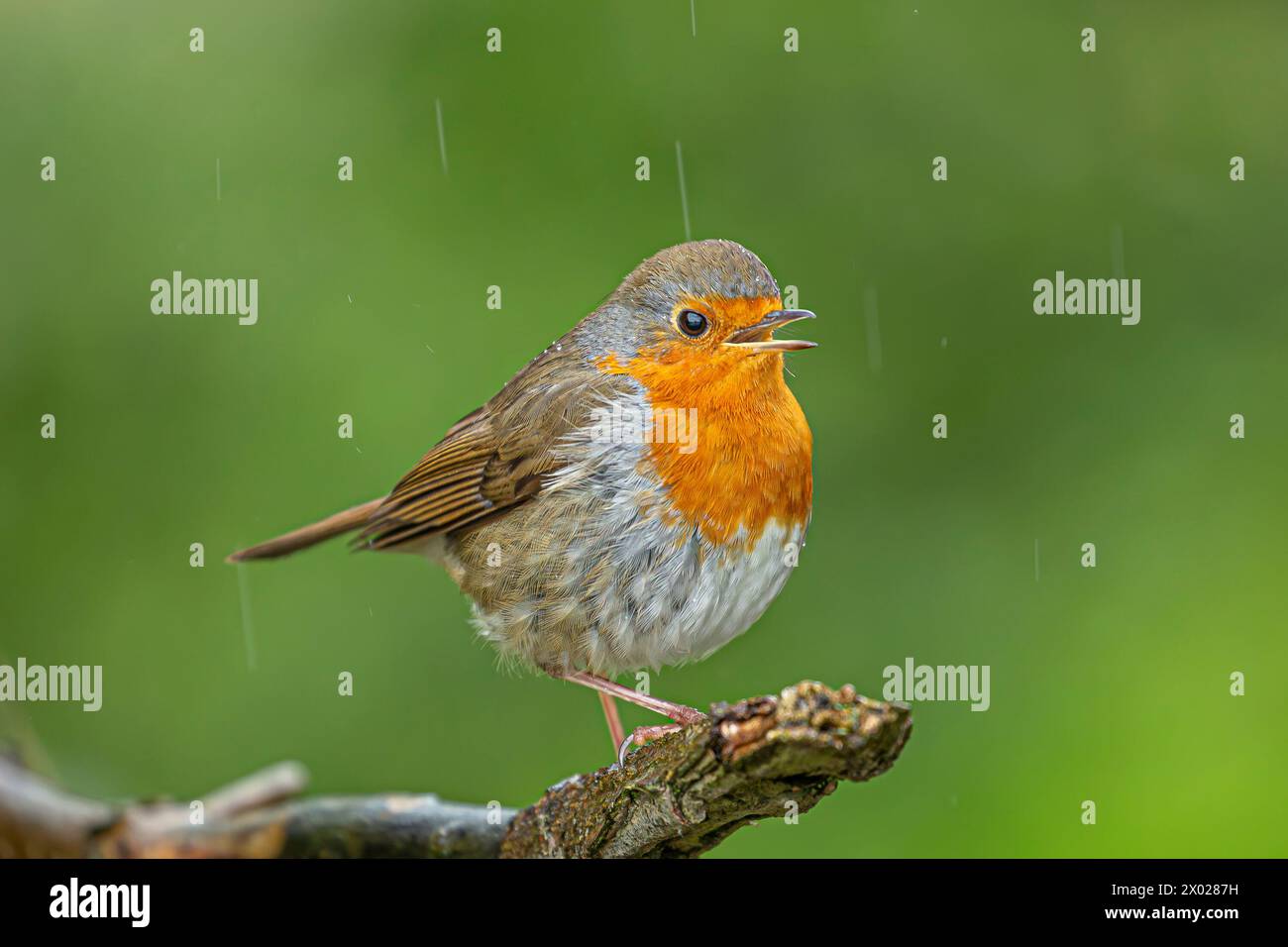 Robin lee hi-res stock photography and images - Alamy