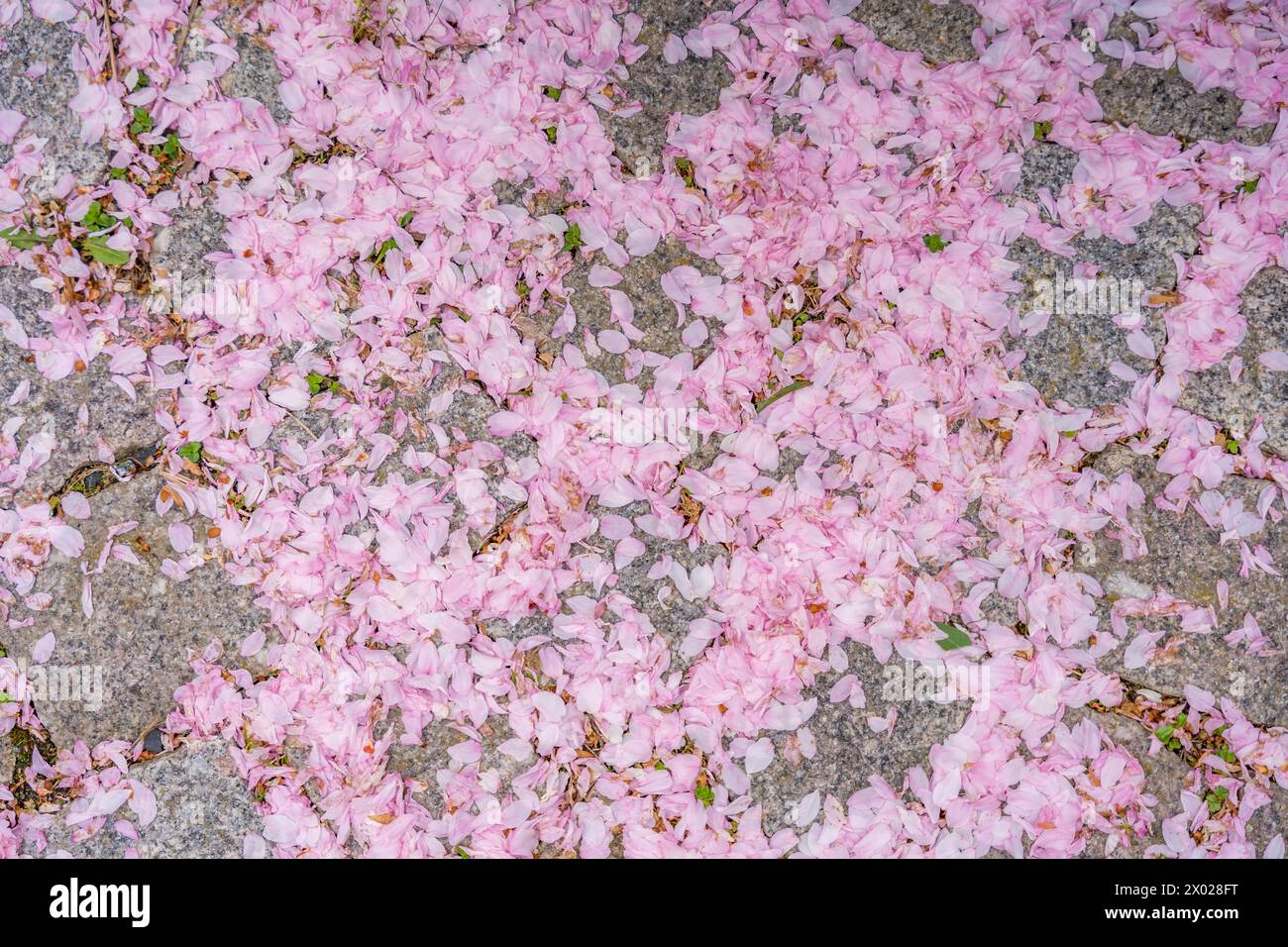 Fallen petals from a sakura tree Stock Photo - Alamy