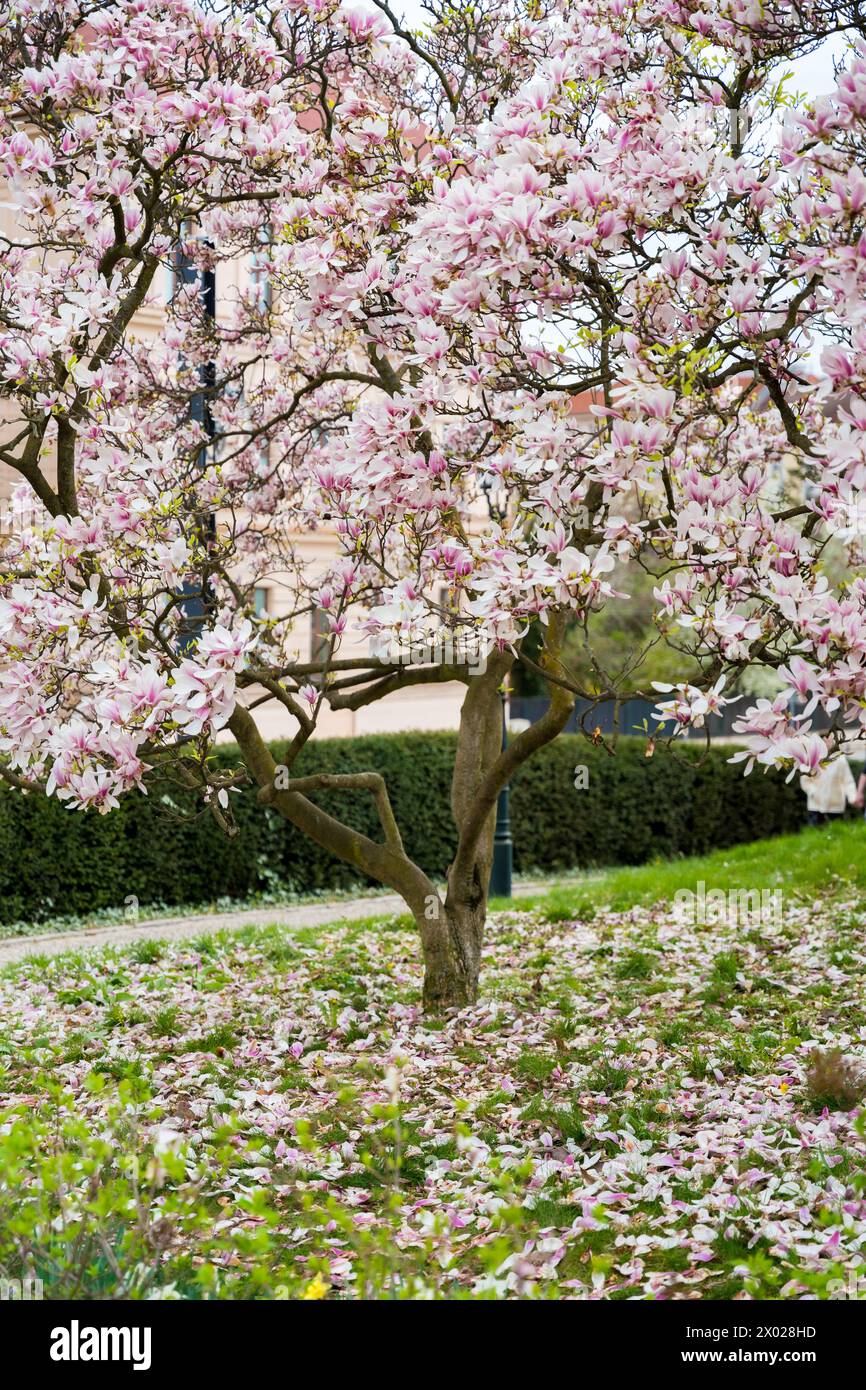 Vertical bloom hi-res stock photography and images - Alamy