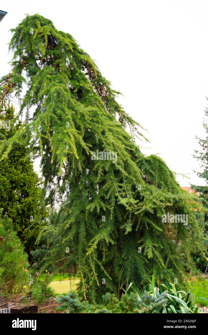 Bent cedar tree. Vertical slide Stock Photo - Alamy