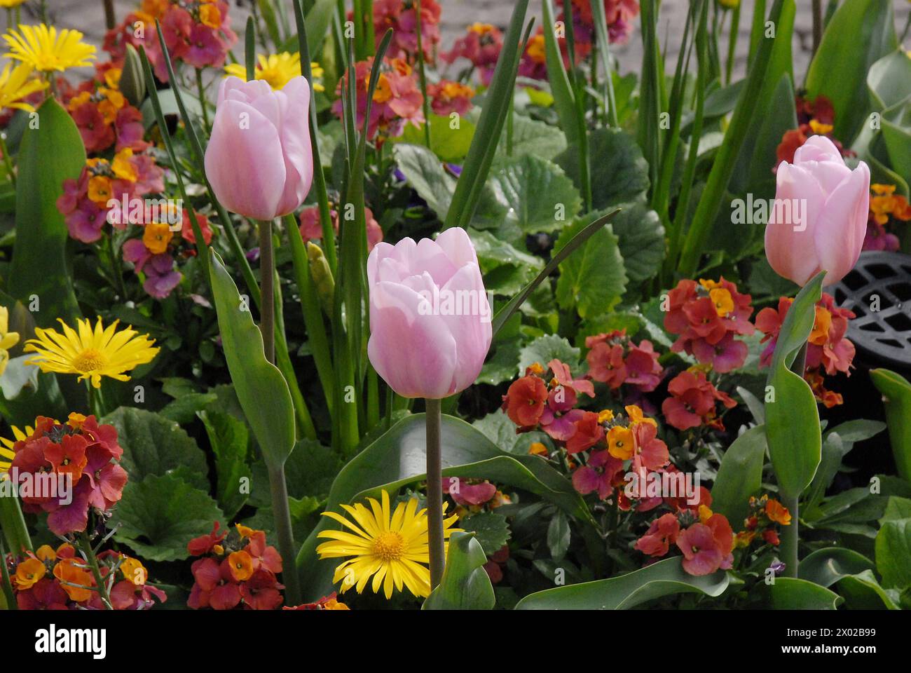 Copenhagen, Denmark /09 April 2024/Tulips flowers and daisy flowers and ...