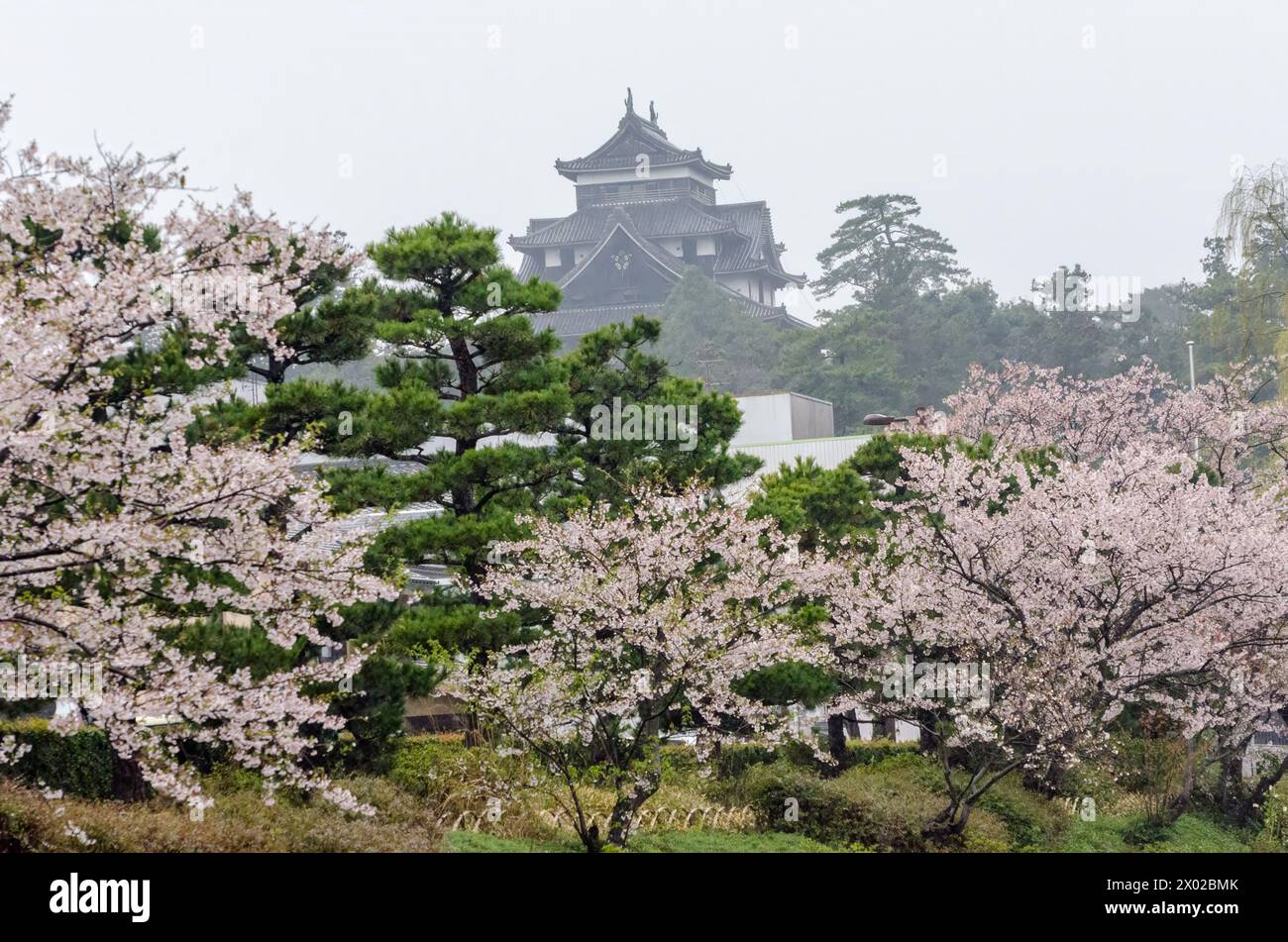 A beautiful cherry blossom tree is in full bloom. The trees are lined ...