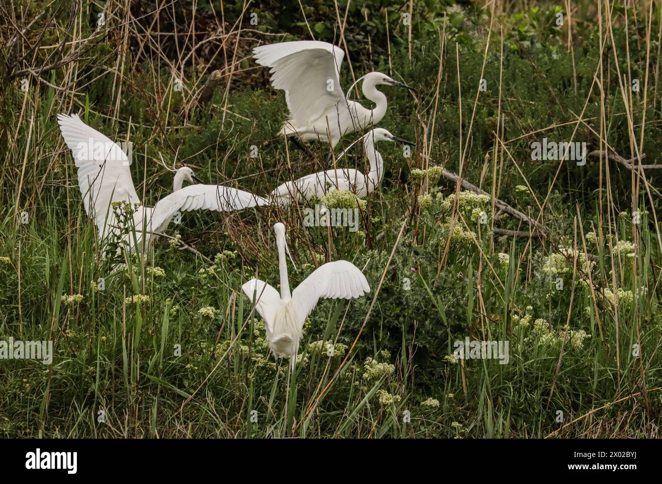 Four little egrets in the vegetation, Camargue nature reserve, south ...