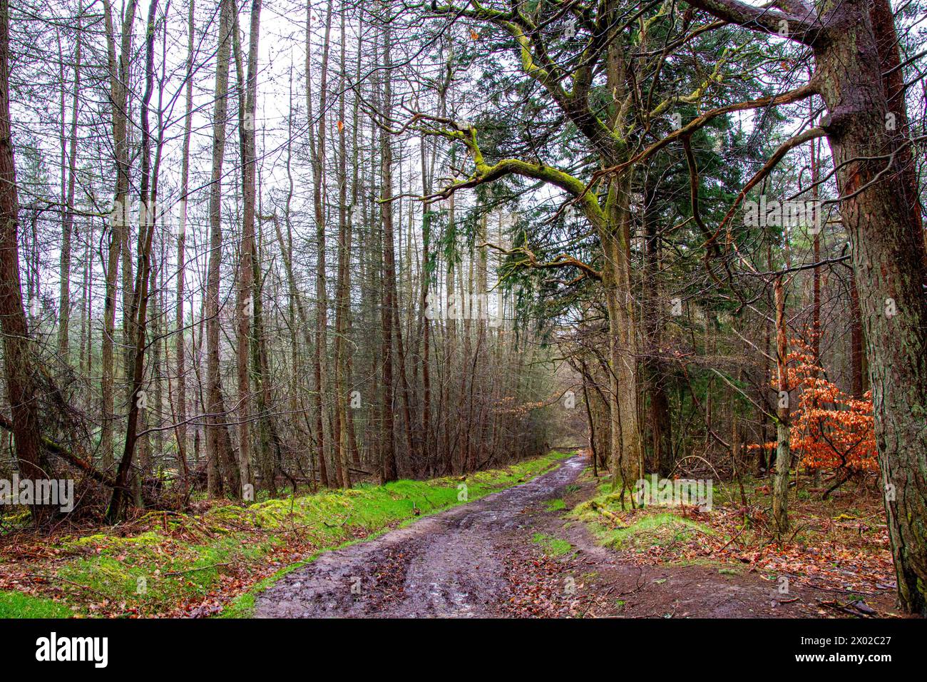 Light drizzle dundee hi-res stock photography and images - Alamy