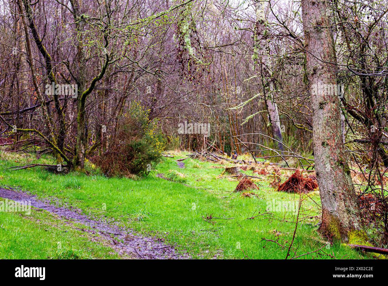 Light drizzle dundee hi-res stock photography and images - Alamy