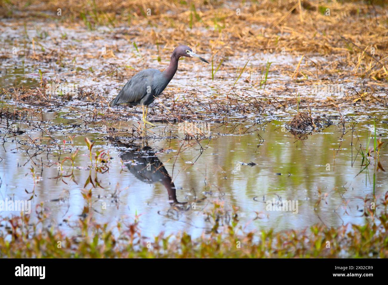 Little dauphin hi-res stock photography and images - Alamy