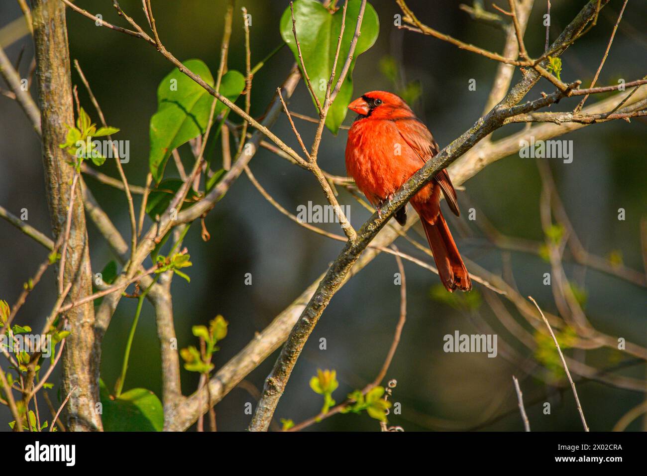 Dauphin island birds hi-res stock photography and images - Alamy