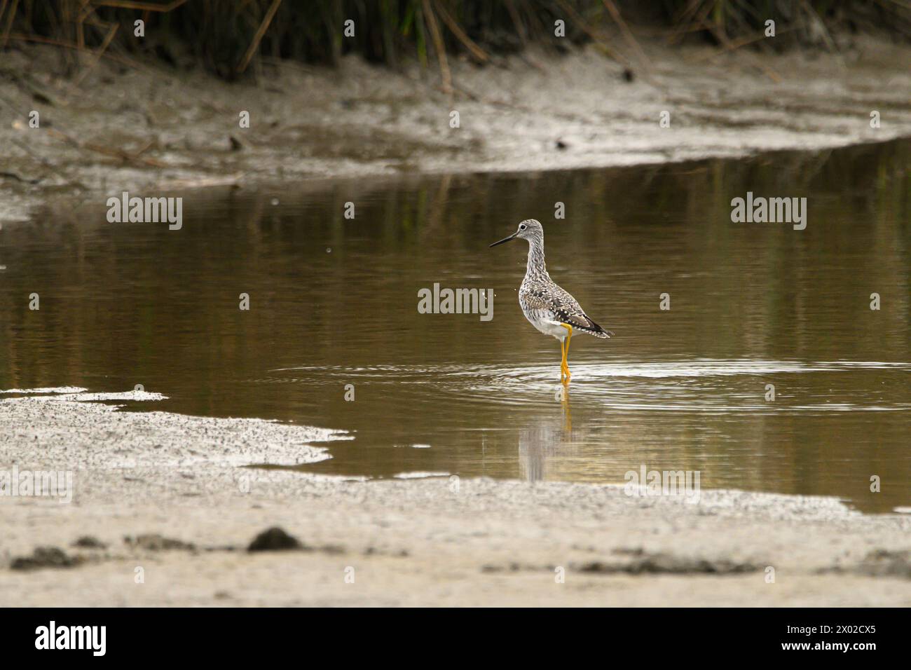 Yellow legs hi-res stock photography and images - Alamy