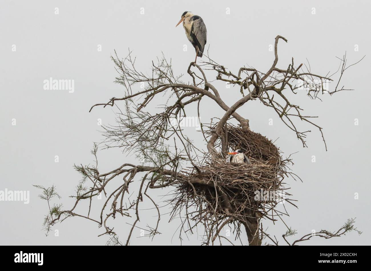 A pair of grey herons breeding on a tree in a nature reserve in ...