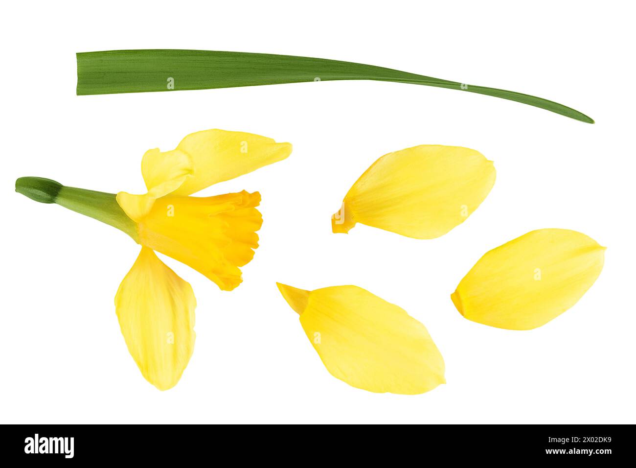 Daffodil flower or narcissus isolated on white background with full ...