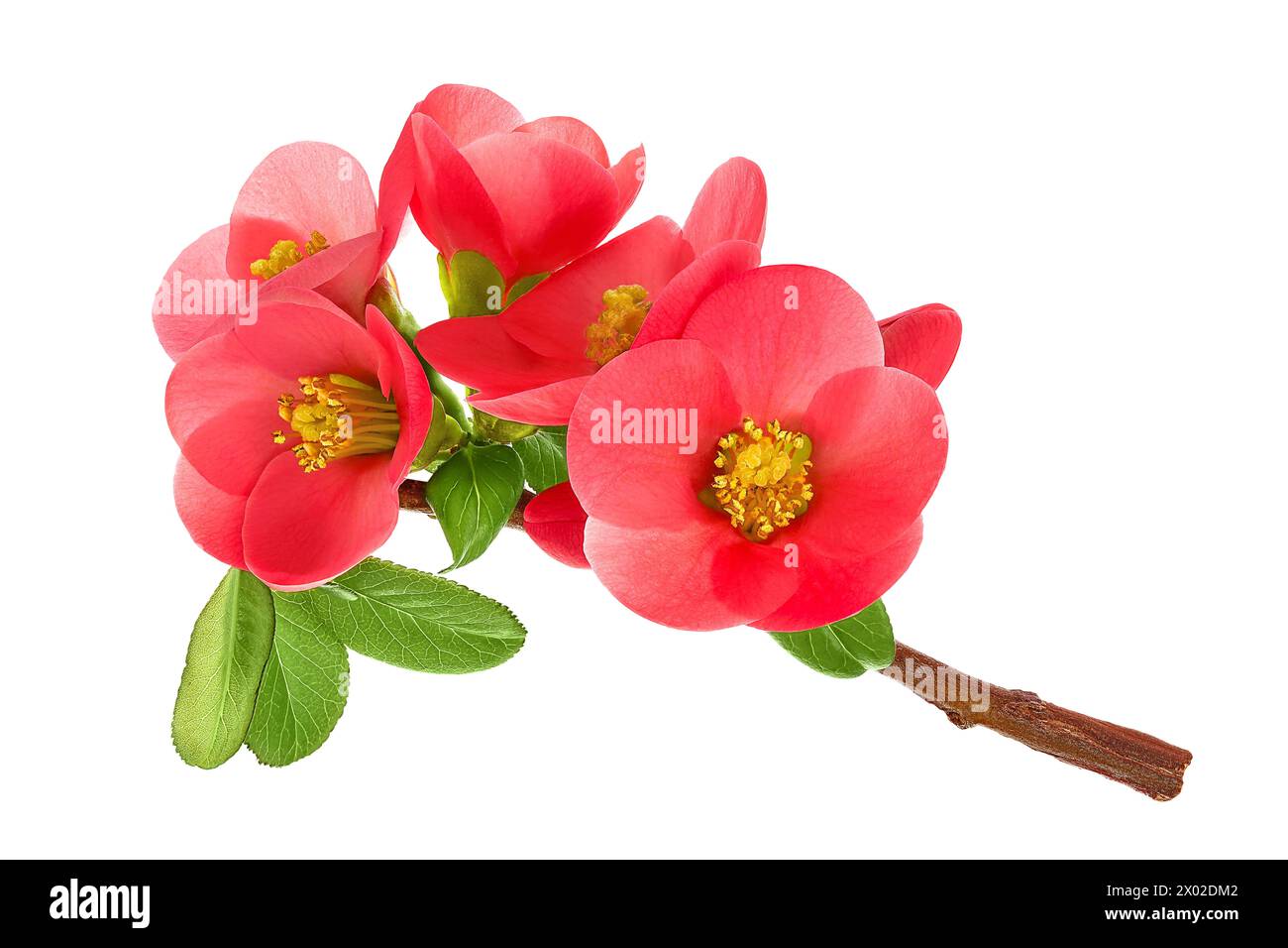 Chaenomeles speciosa or japanese quince flower isolated on white ...