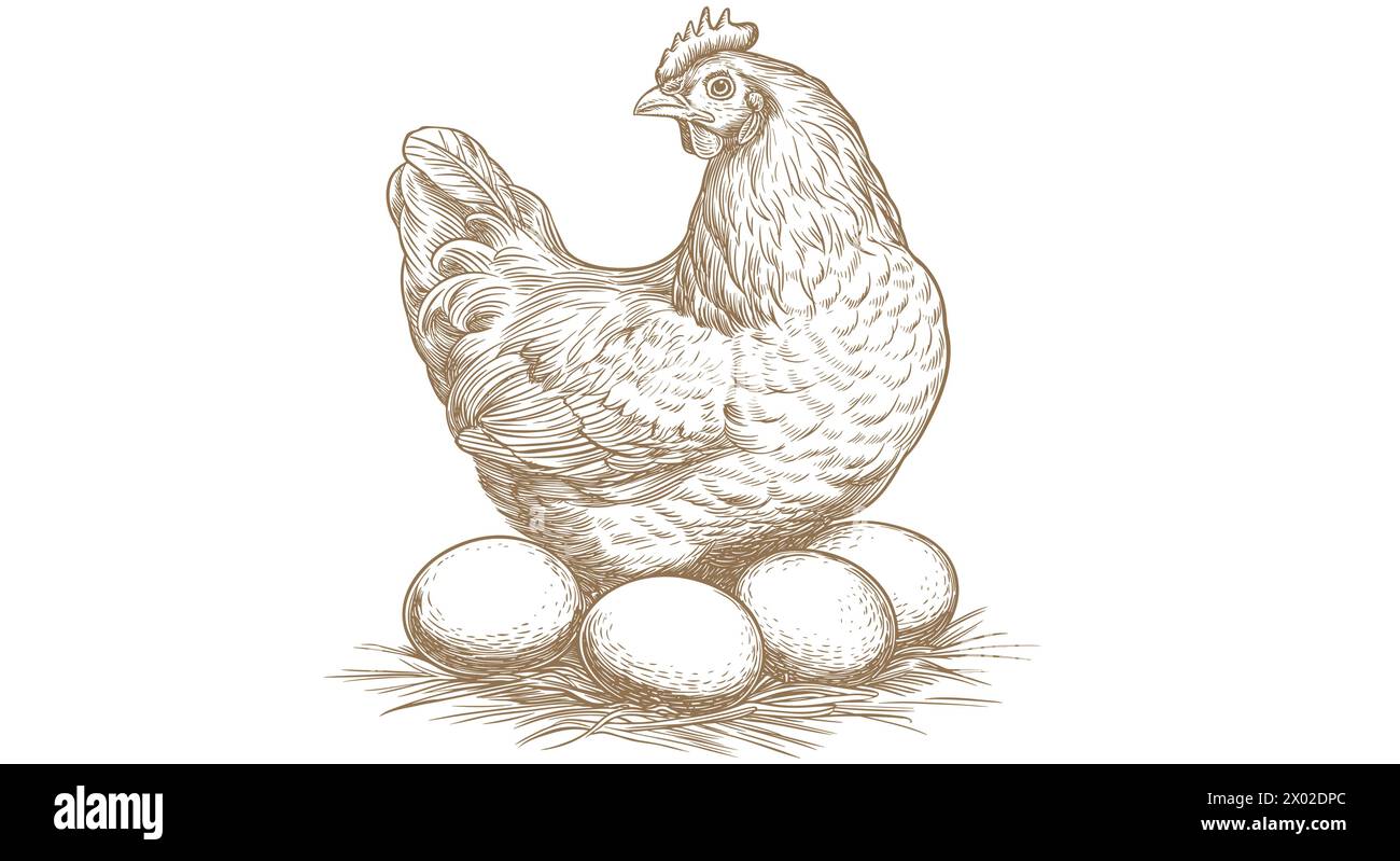 Chicken, hen with nest, eggs. Vintage artwork Stock Vector Image & Art ...