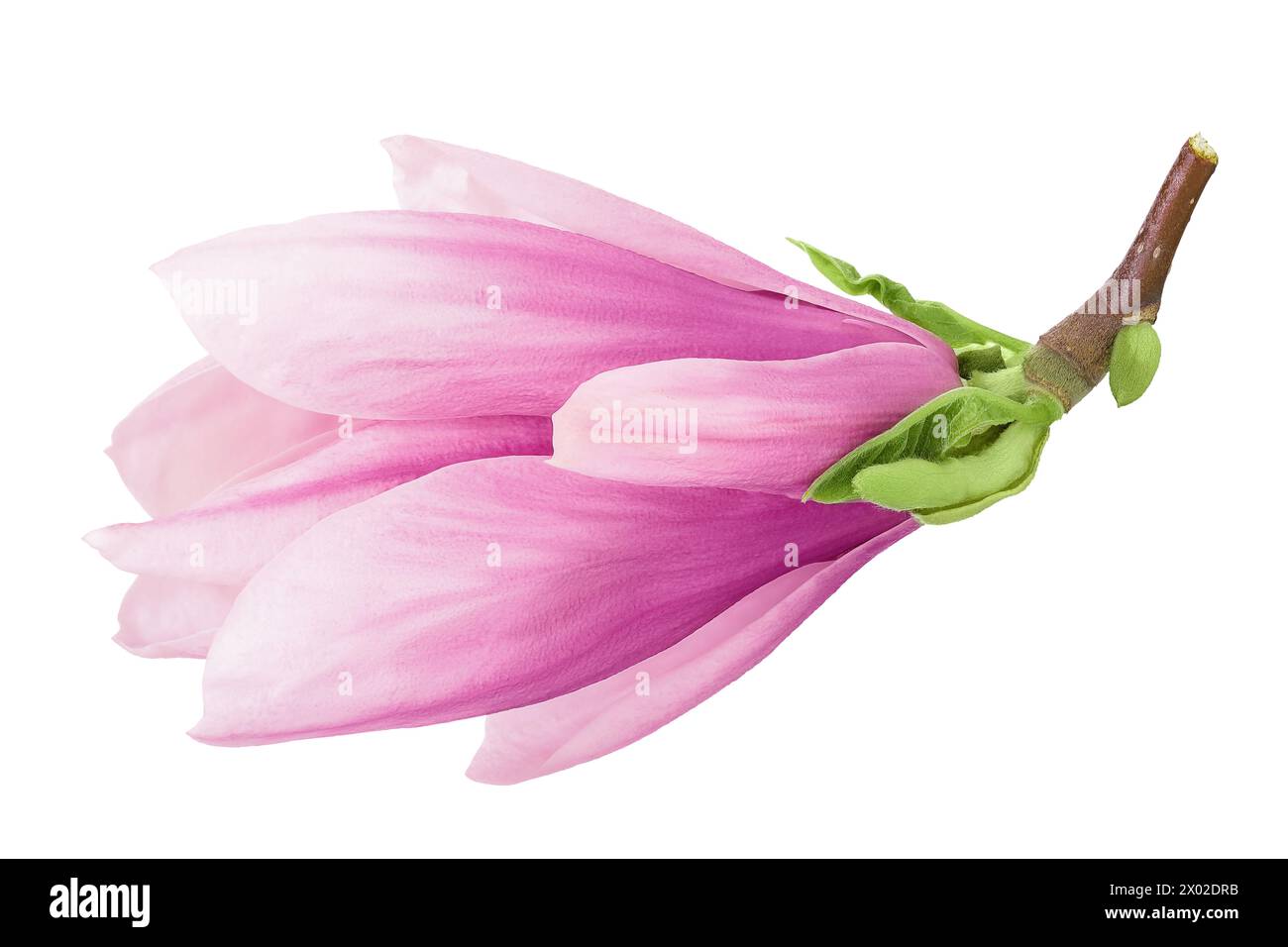 Pink magnolia flower isolated on white background with full depth of ...
