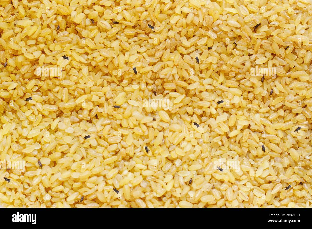 Food grain with weevil insect Stock Photo - Alamy