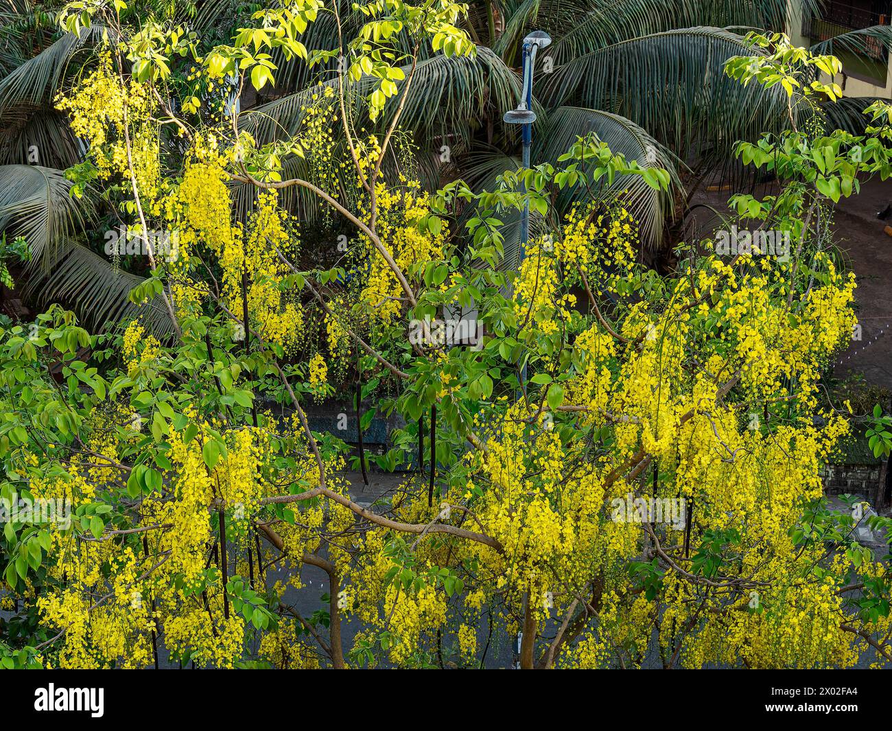 04 09 2024 Cassia Fistula Indian Laburnum Tree Known As Golden Shower