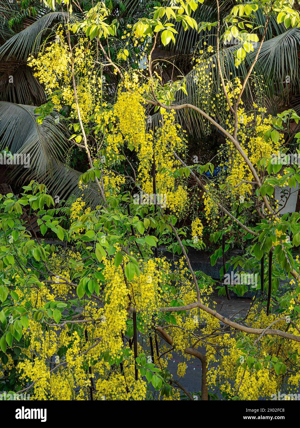 04 09 2024 Cassia fistula indian laburnum tree known as Golden shower tree Lokgram Kalyan ...