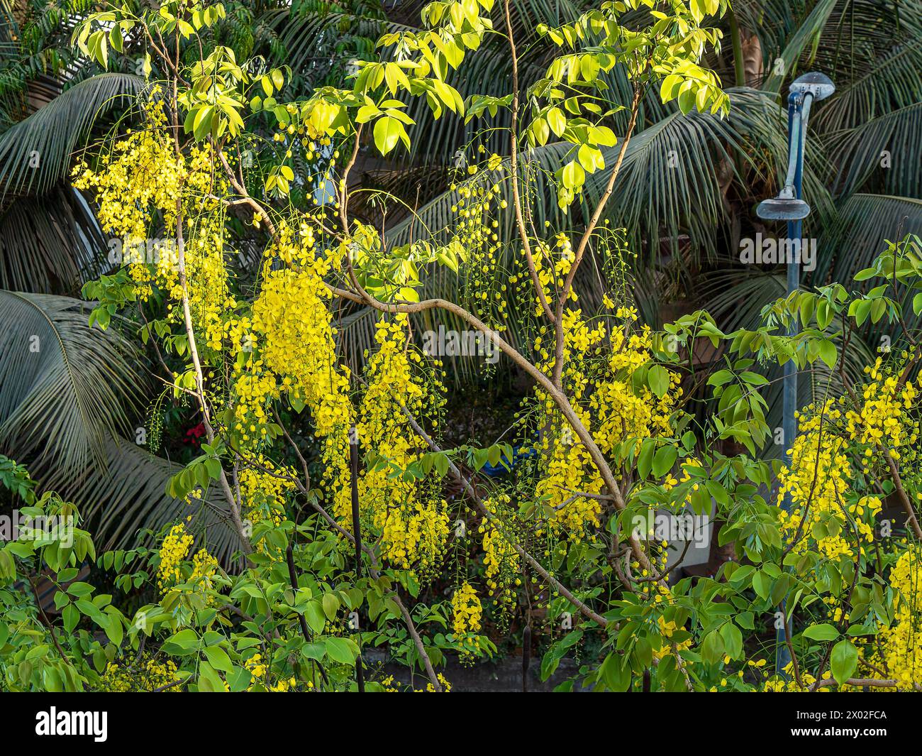 04 09 2024 Cassia fistula indian laburnum tree known as Golden shower tree Lokgram Kalyan ...