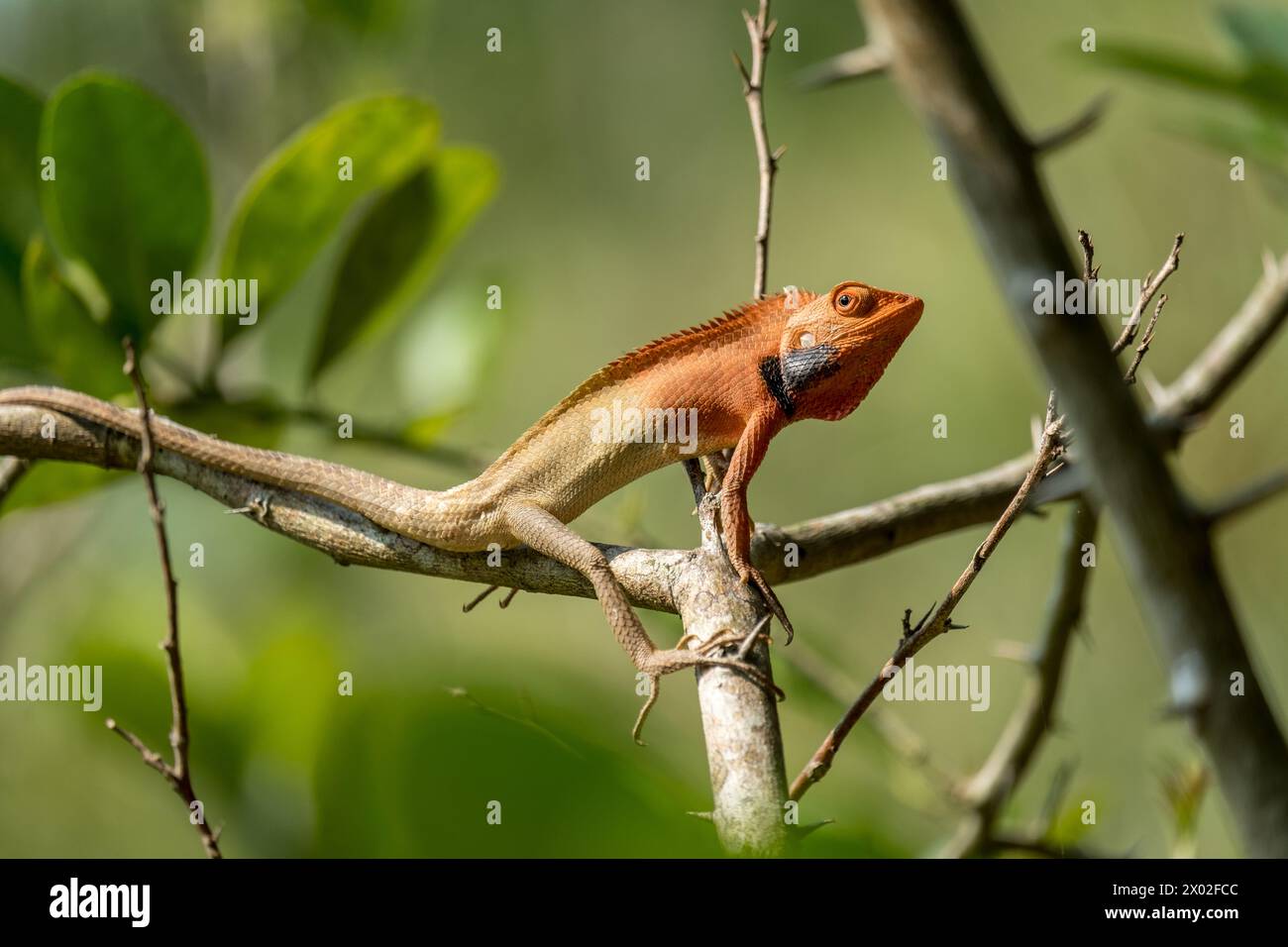 Philippines and mauritius hi-res stock photography and images - Alamy