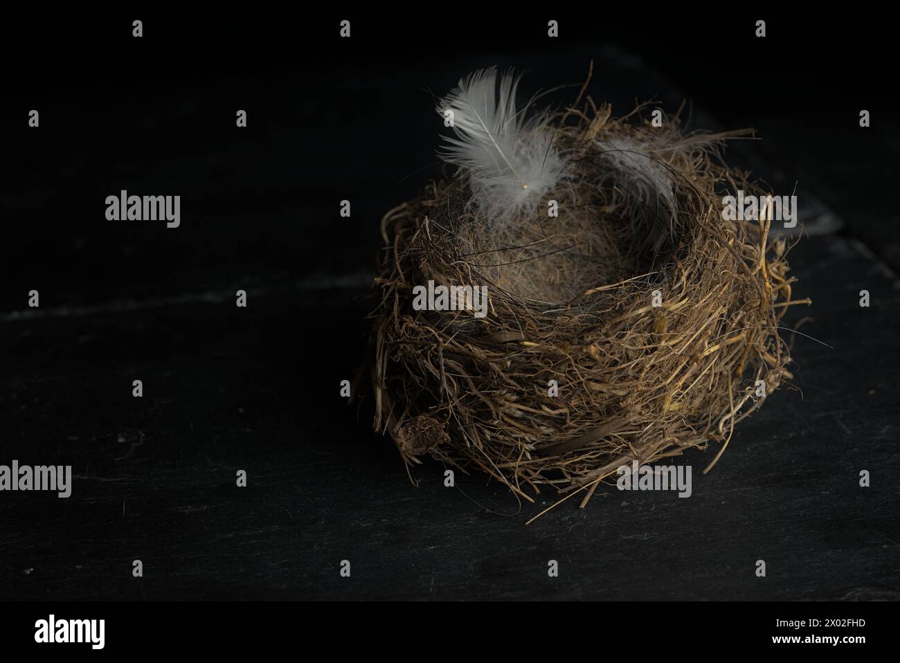 composition with bird nest, eggs and feather Stock Photo - Alamy