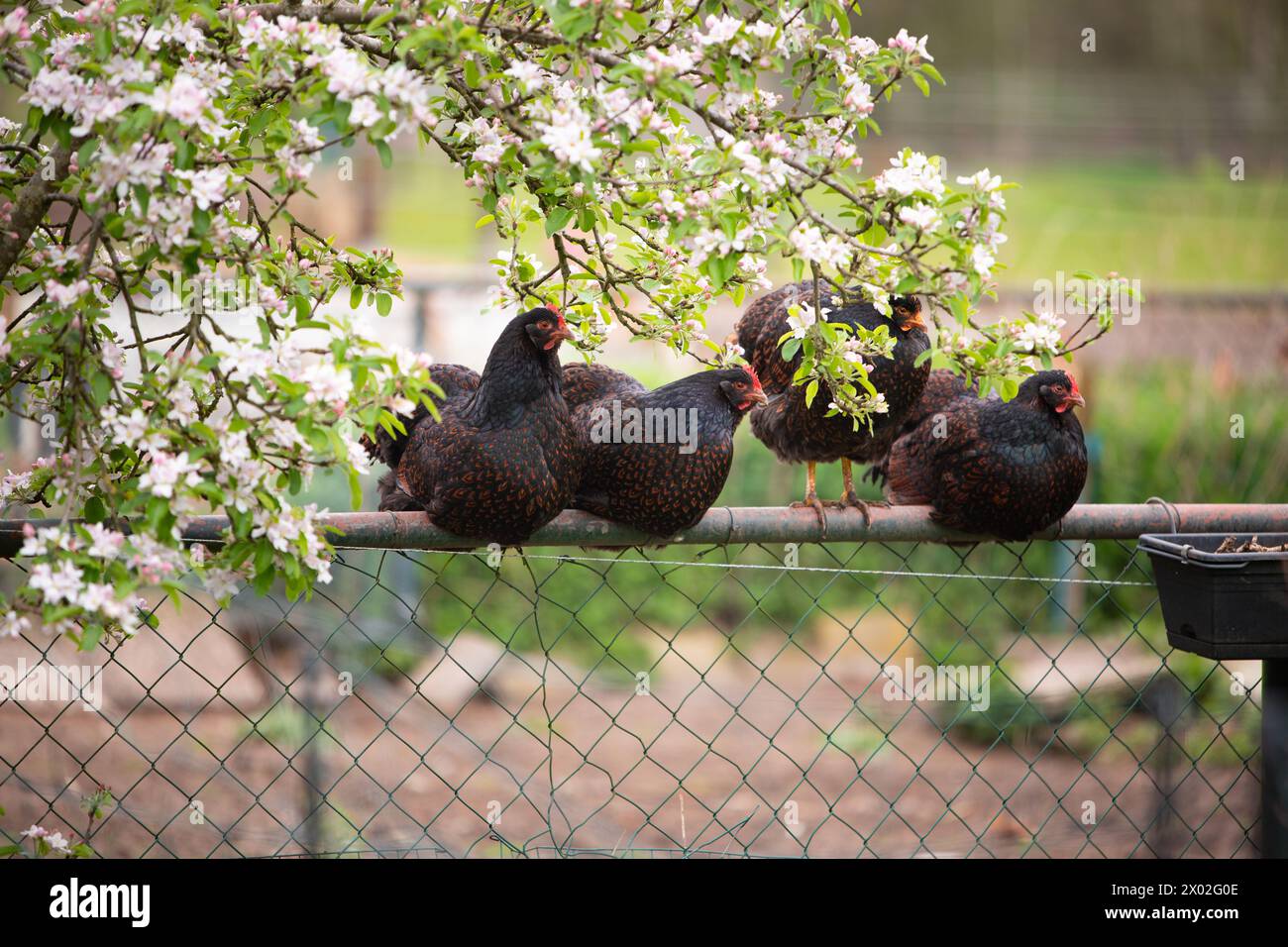 Farm Chicken On Fenche Near Blossom Tree Stock Photo - Alamy