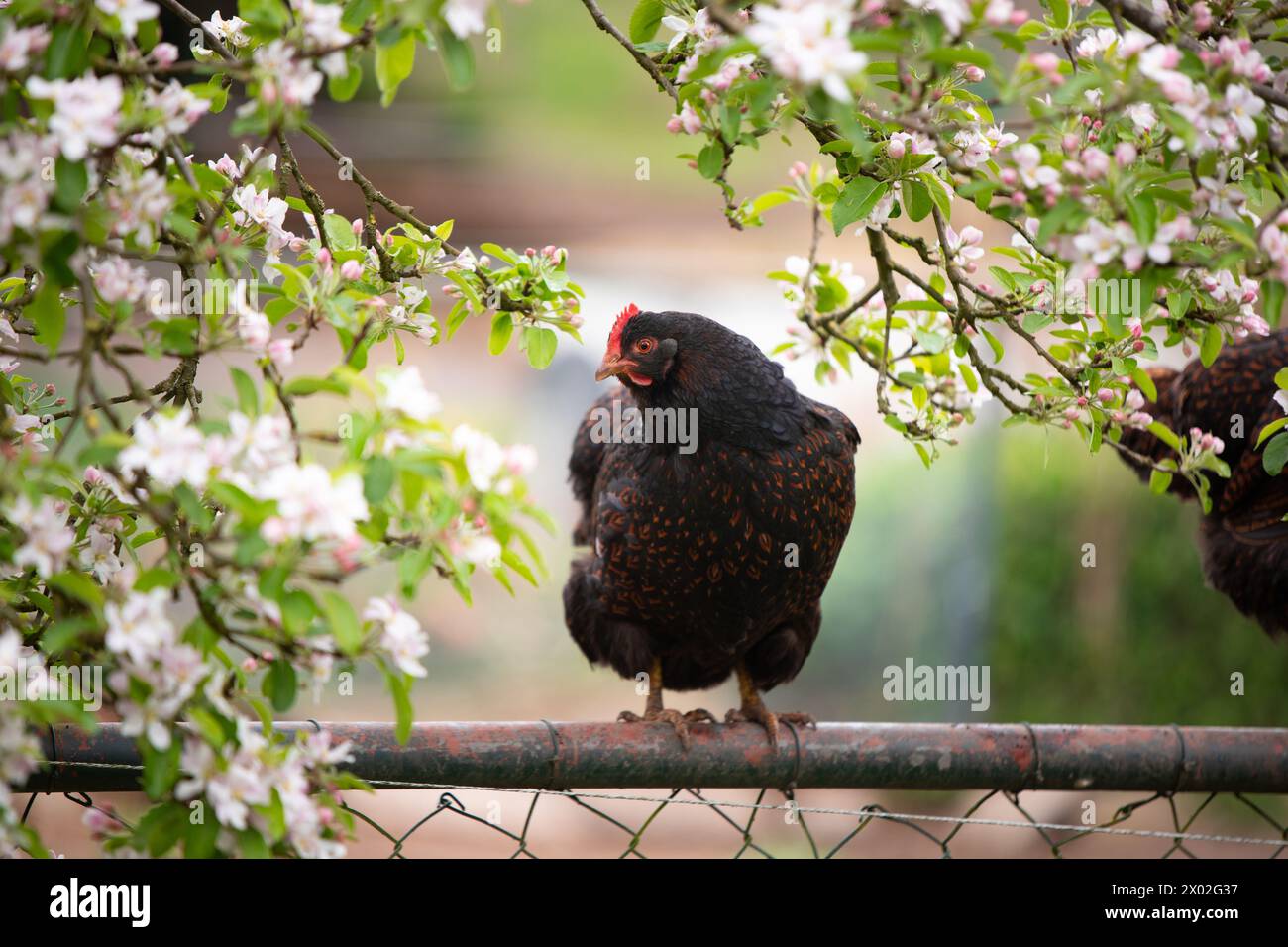 Farm Chicken On Fenche Near Blossom Tree Stock Photo - Alamy