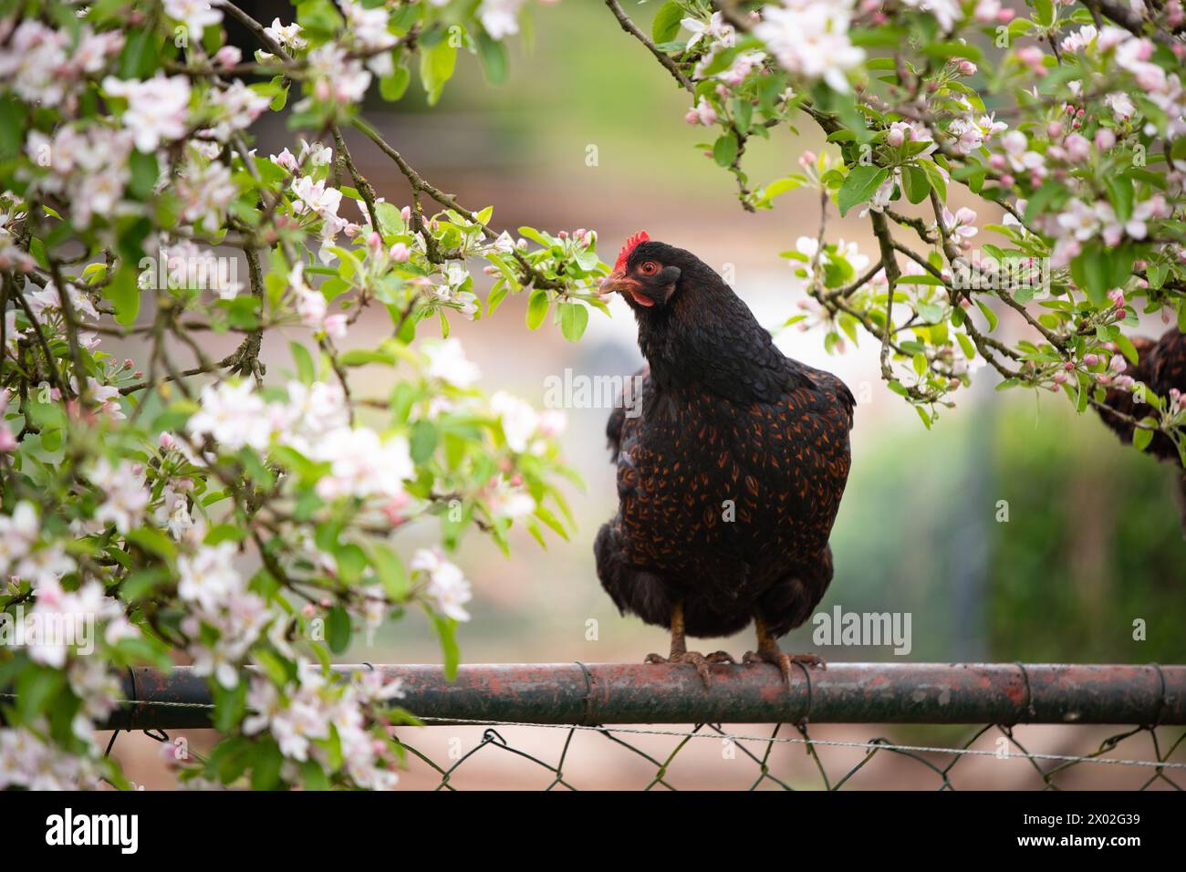 Farm Chicken On Fenche Near Blossom Tree Stock Photo - Alamy