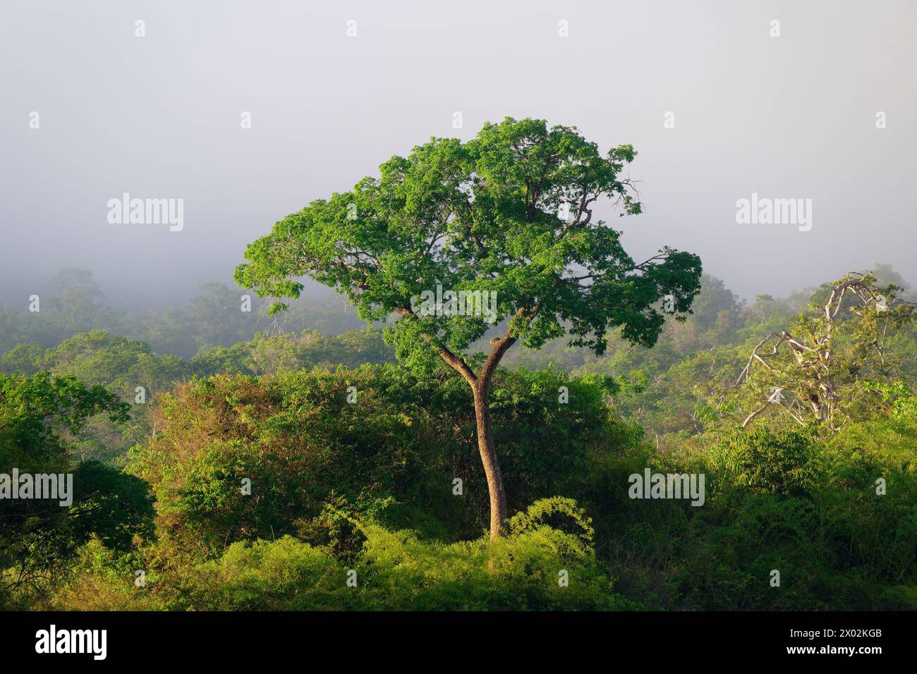 Morning fog on the Amana River, an Amazon tributary, Amazonas state ...