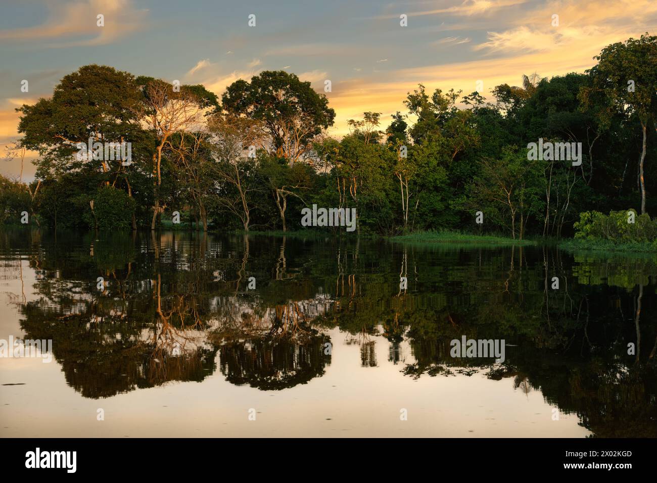 Trees reflecting in the water at sunrise, Amazonas state, Brazil, South ...