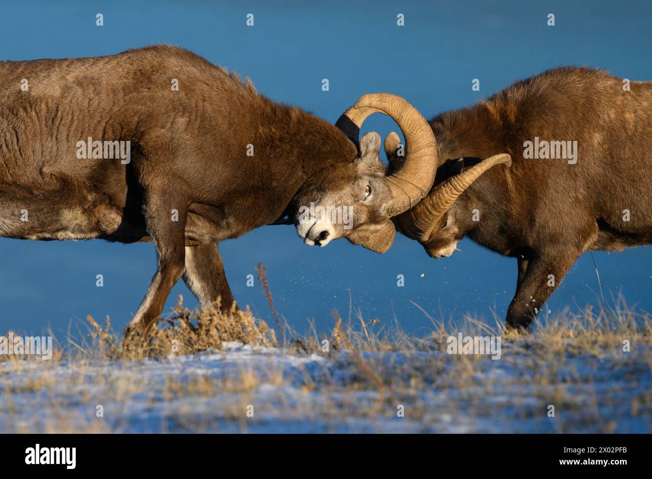 Rocky mountain bighorn rams headbutting (ovis canadensis) during the ...