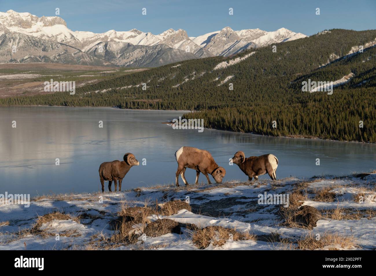 Rocky mountain bighorn rams (ovis canadensis) during the rut (mating ...