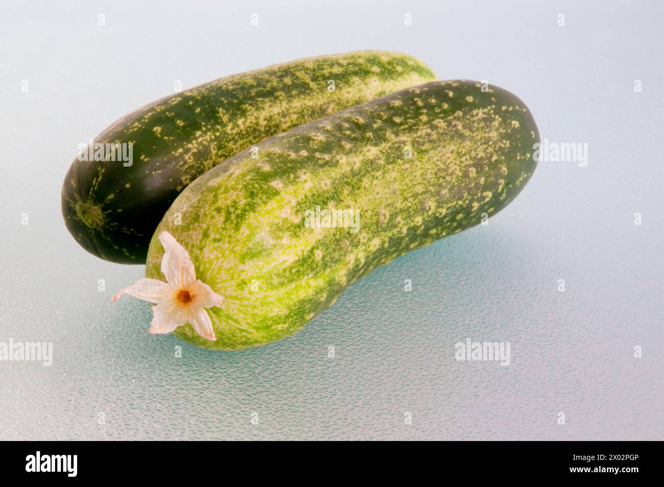 Pepino vegetal hi-res stock photography and images - Alamy