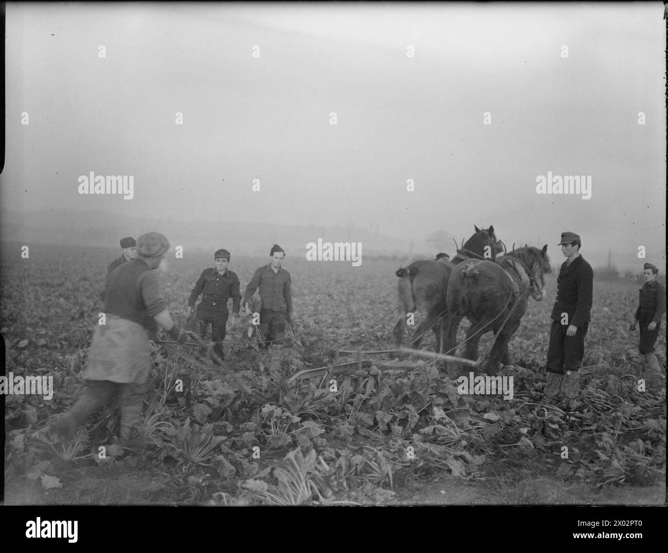 Farmer with a horse drawn plough hi-res stock photography and images ...