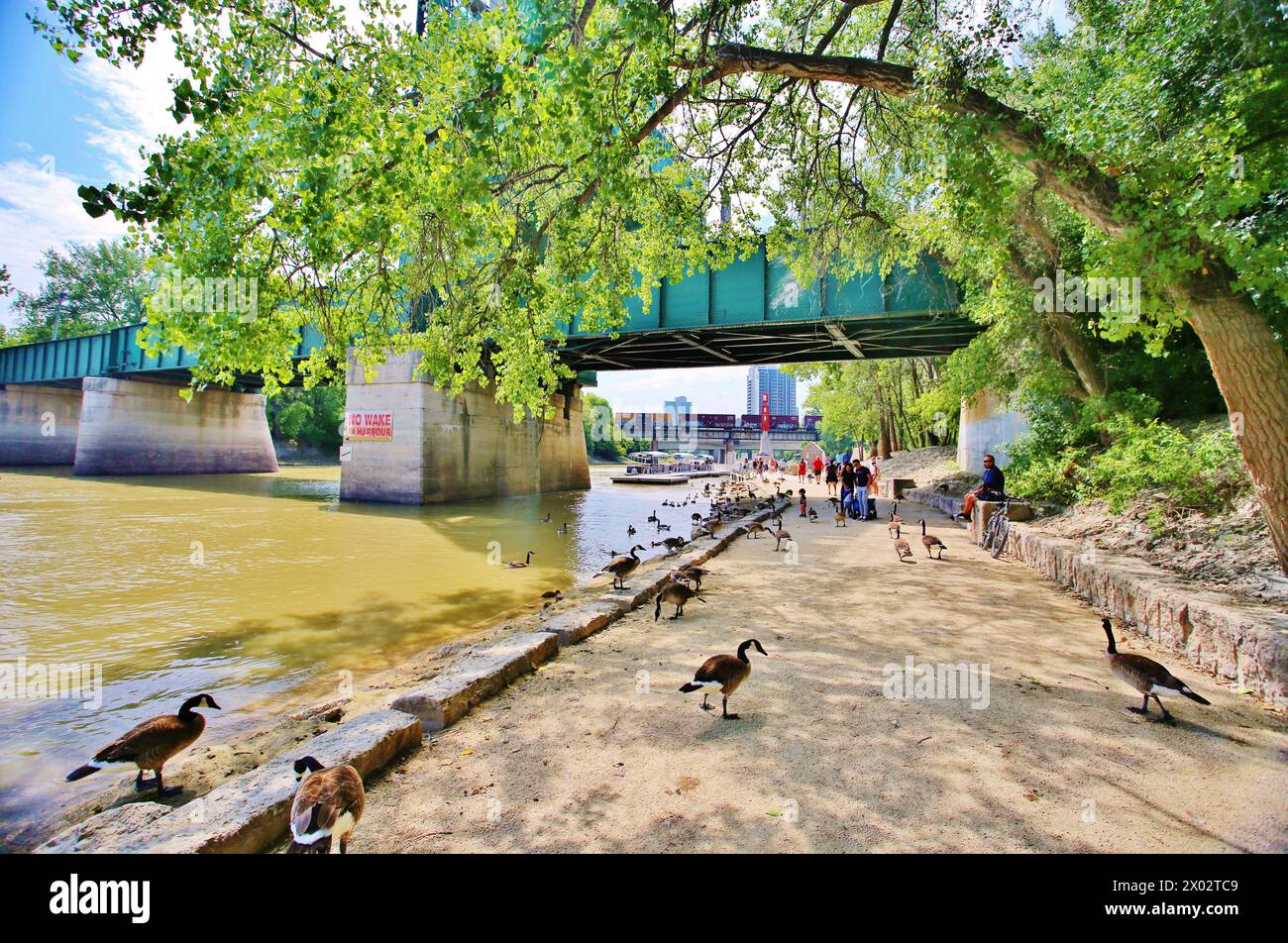 The River Walk and the Forks Bridge by the Assiniboine River in central ...
