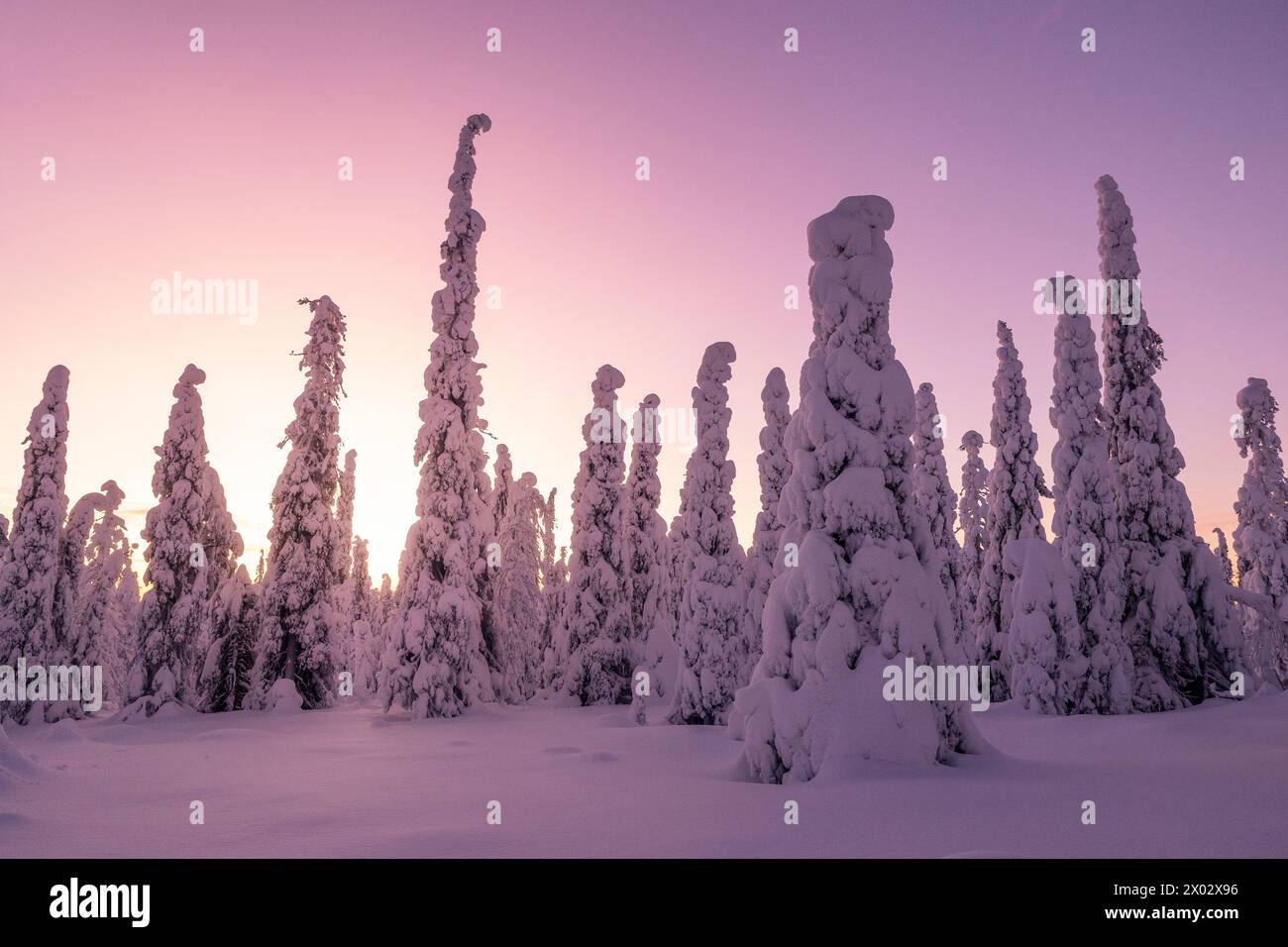 Magical winter light envelops the forest in Riisitunturi National Park ...