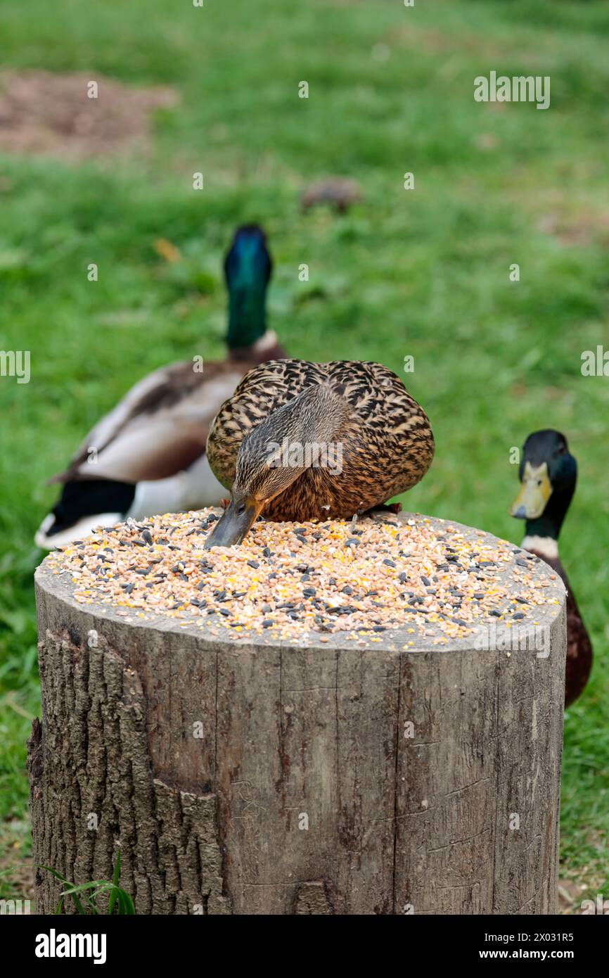 Mottled brown and grey plumage hi-res stock photography and images - Alamy