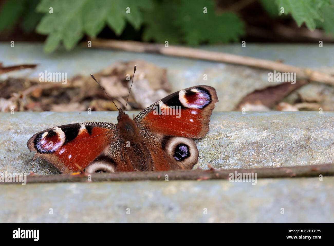 Peacock butterfly showing four large eye markings hi-res stock ...
