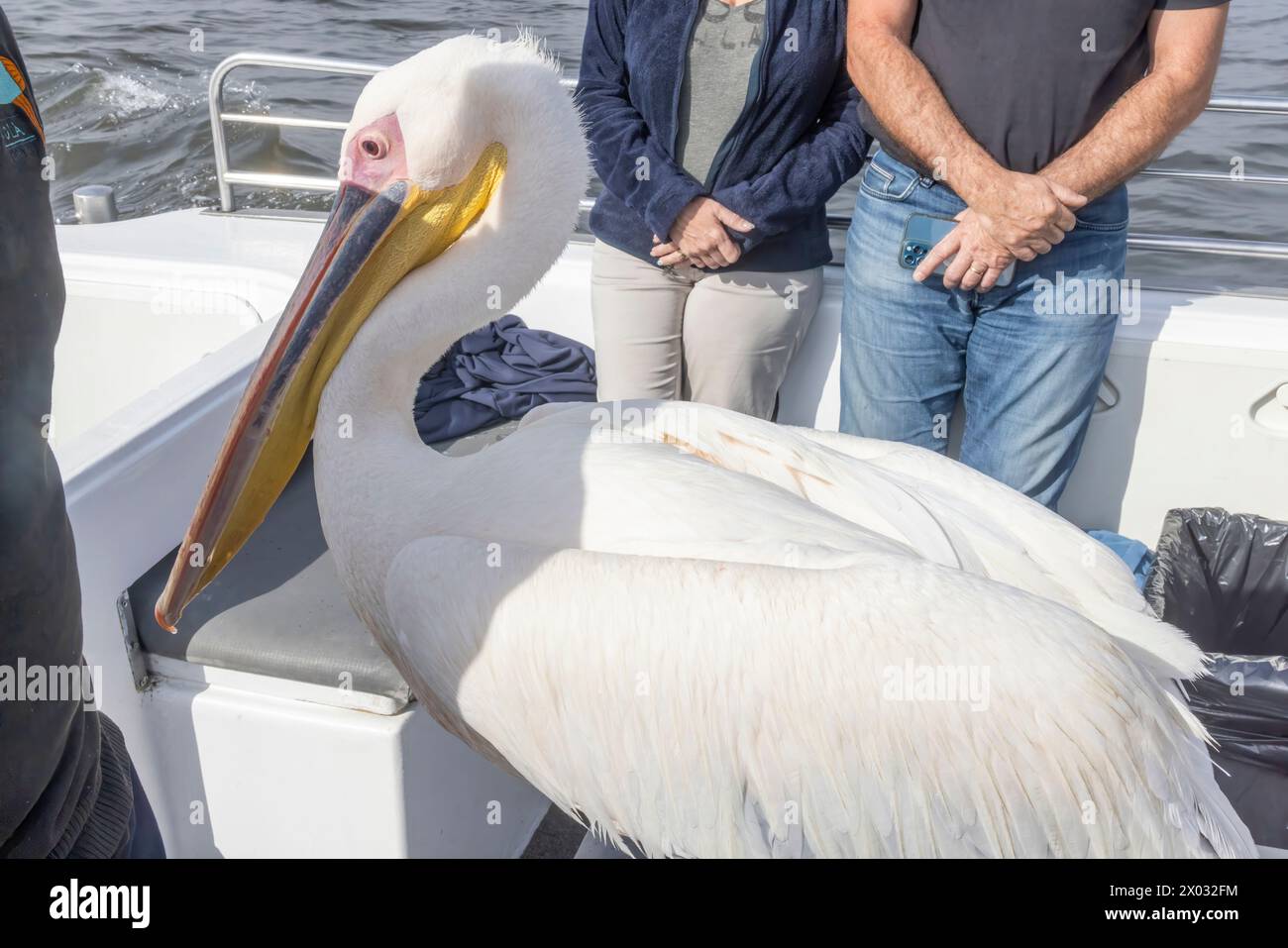 Picture of a large pelican sitting on a boat with people near Walvis ...