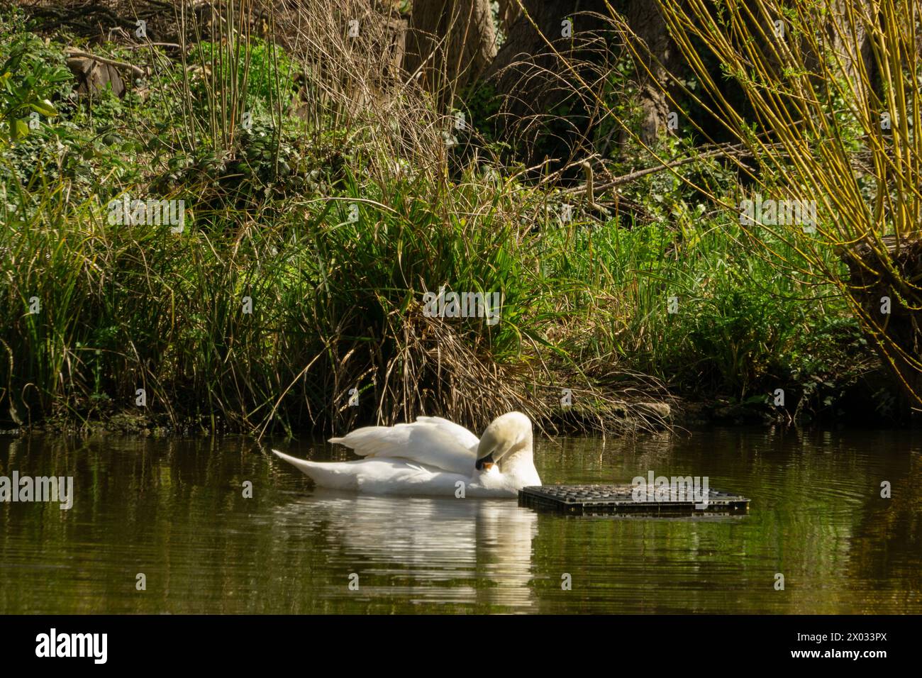 Gracious swan resting in the pond on a spring day in Chiswick House and ...