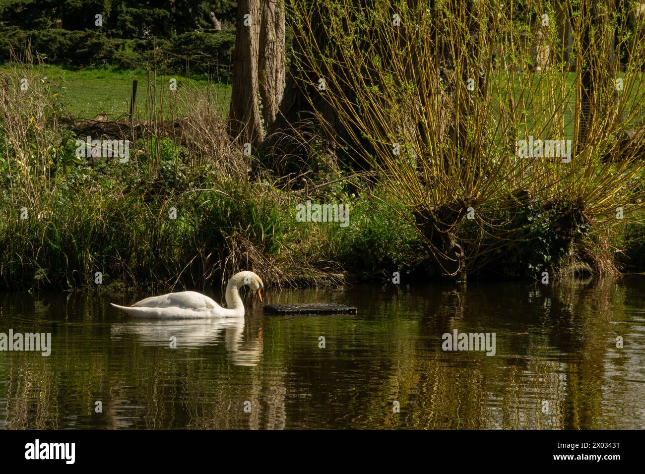 Gracious swan resting in the pond on a spring day in Chiswick House and ...