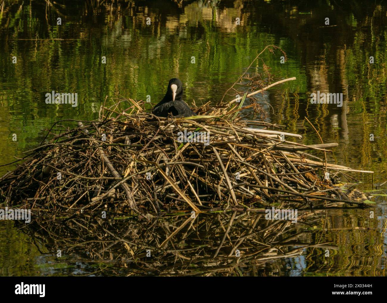 A coot rests in its nest in the middle of the pond at Chiswick House ...