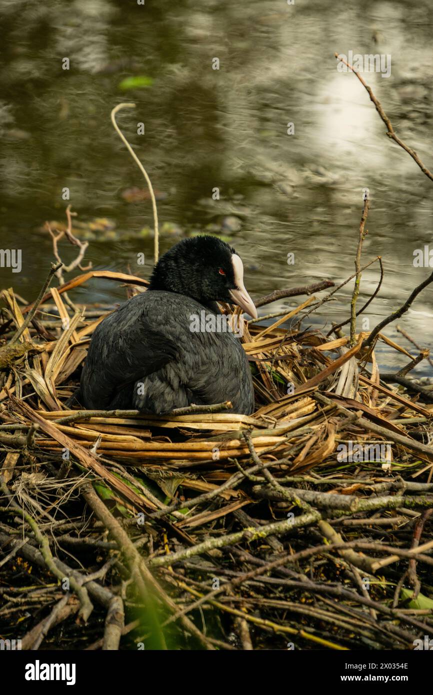 A coot rests in its nest in the middle of the pond at Chiswick House ...