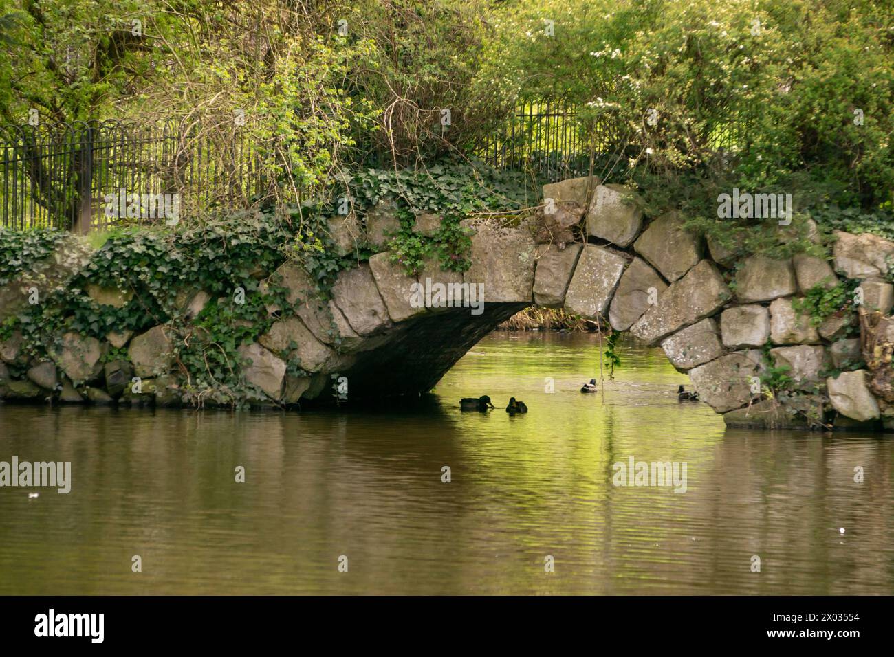 Birds swimming un der the bridge on the canal in Chiswick House and ...
