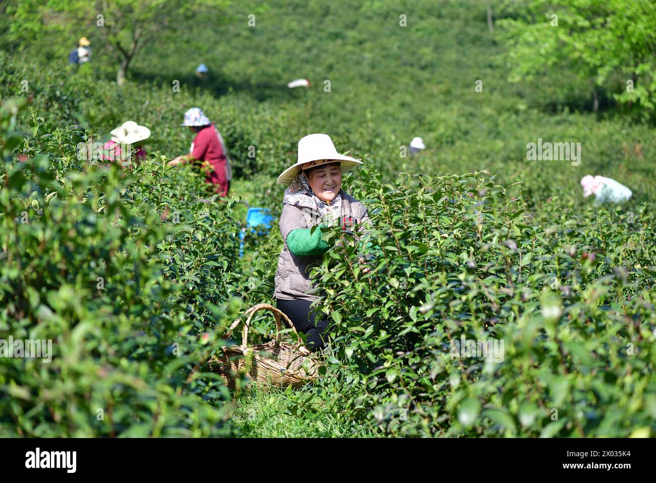 Hefei, China's Anhui Province. 9th Apr, 2024. Farmers pick tea leaves ...