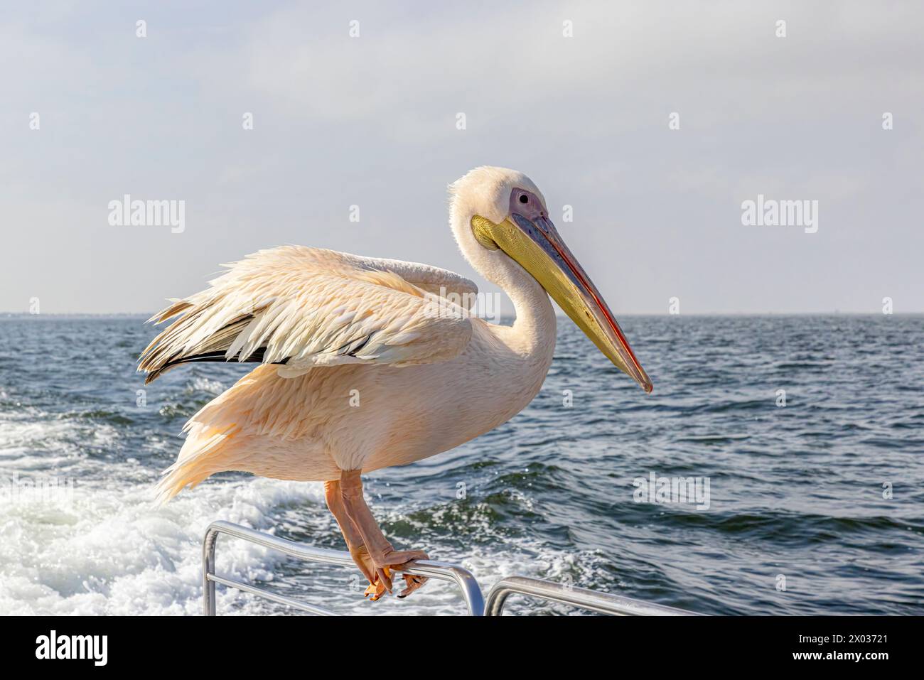 Picture of a large pelican sitting on a boat railing near Walvis Bay in ...